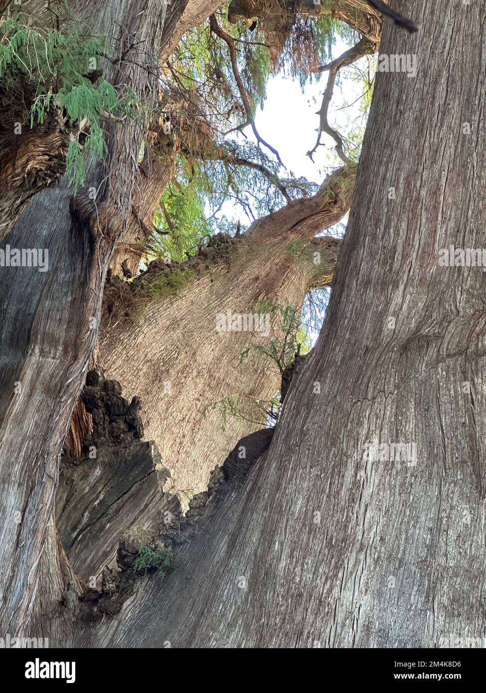 Oaxaca, USA. 7th Dec, 2022. The Tree of Tule or El Ã rbol del Tule east ...