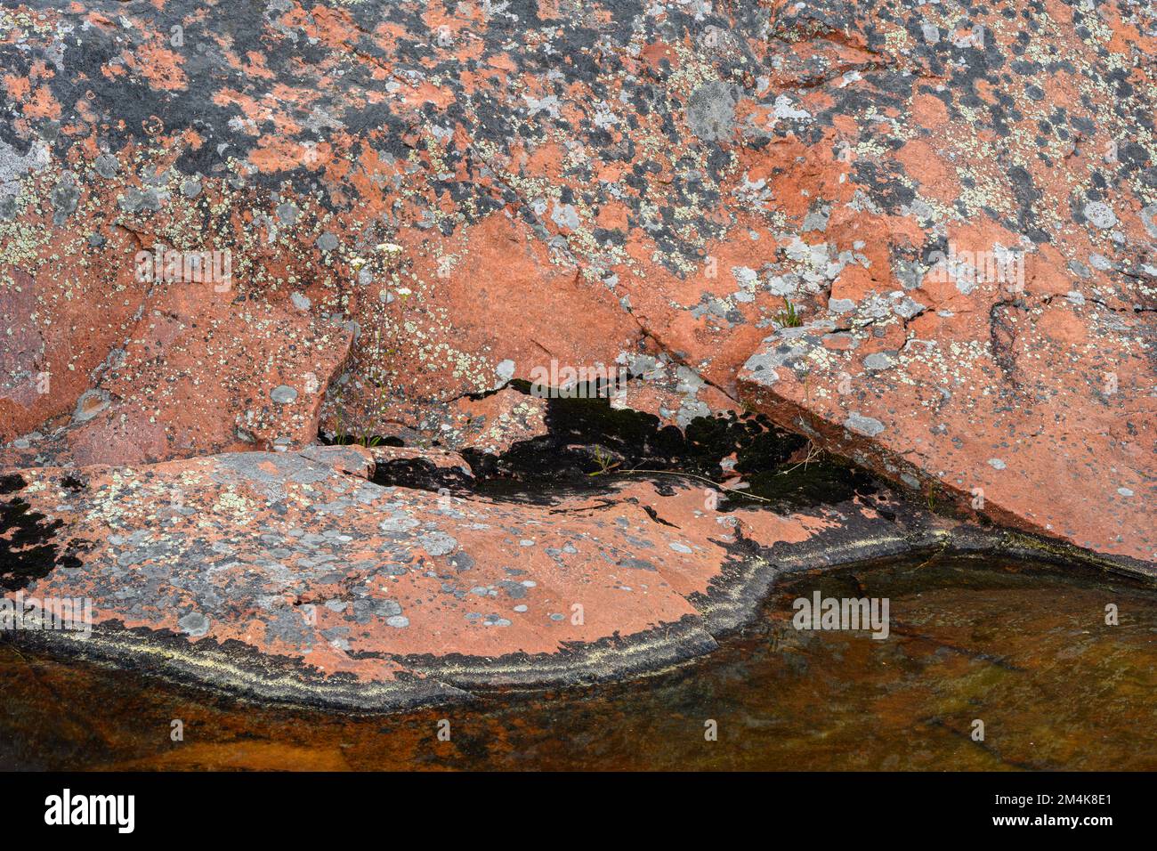 Yarrow colony hi-res stock photography and images - Alamy