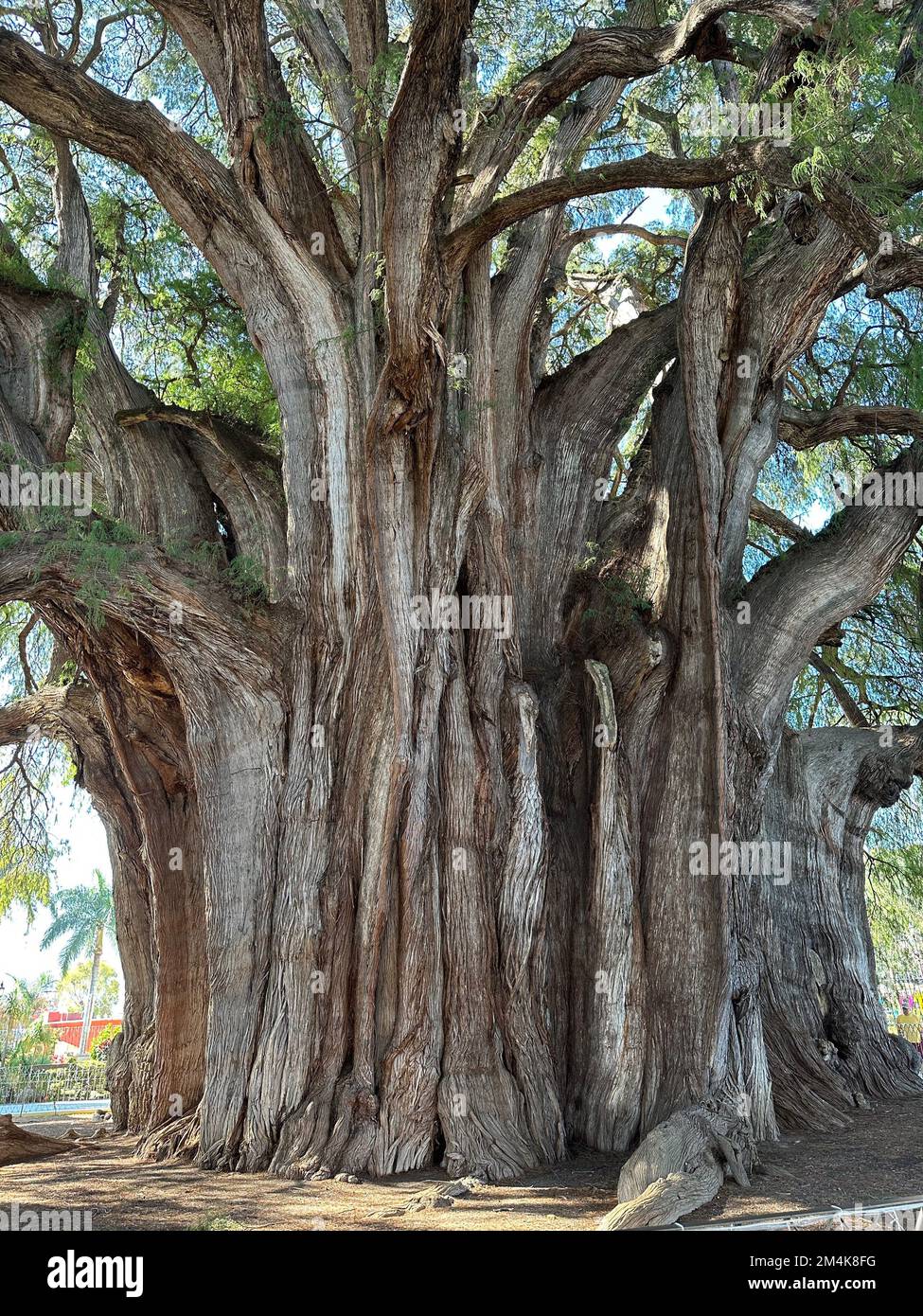 Oaxaca, USA. 7th Dec, 2022. The Tree of Tule or El Ã rbol del Tule east ...