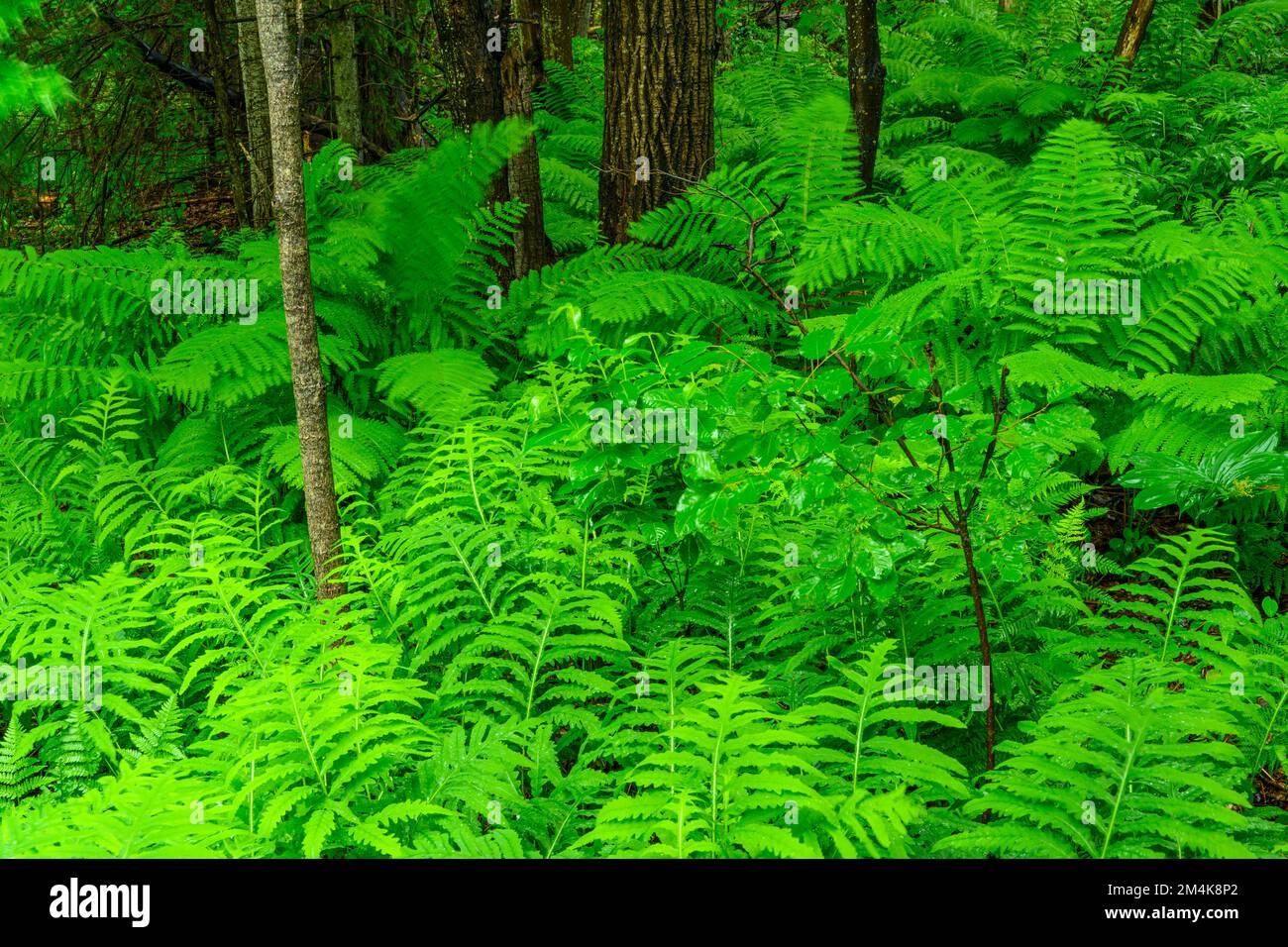 Ferns in the forest of the Granite Ridge Trail, Killarney Provincial ...
