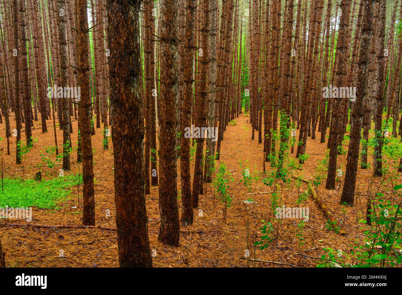 Pine forest along the Granite Ridge Trail with walking path, Killarney ...