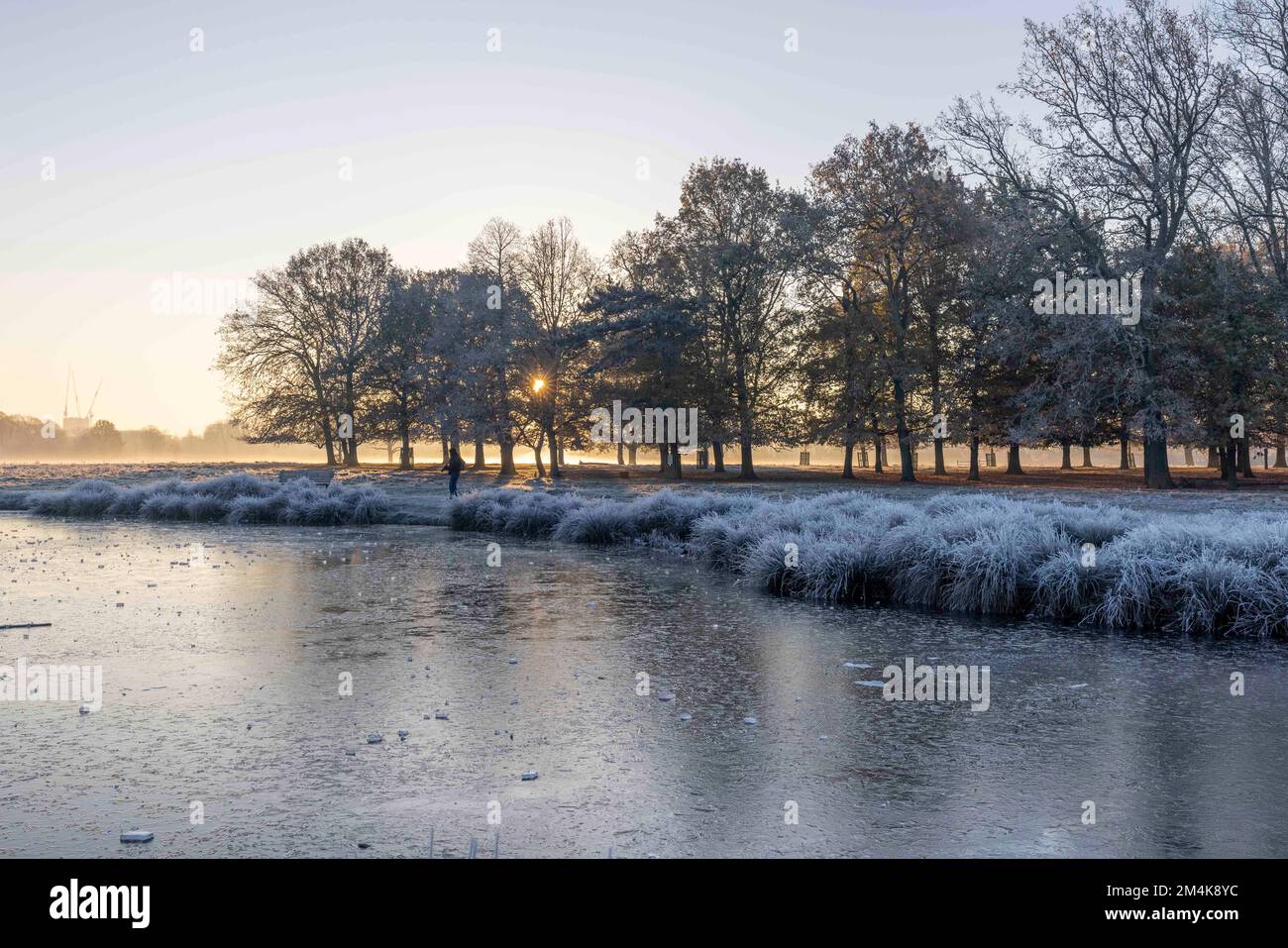 A lake in Bushy Park is frozen this morning. Image shot on 10th Dec ...