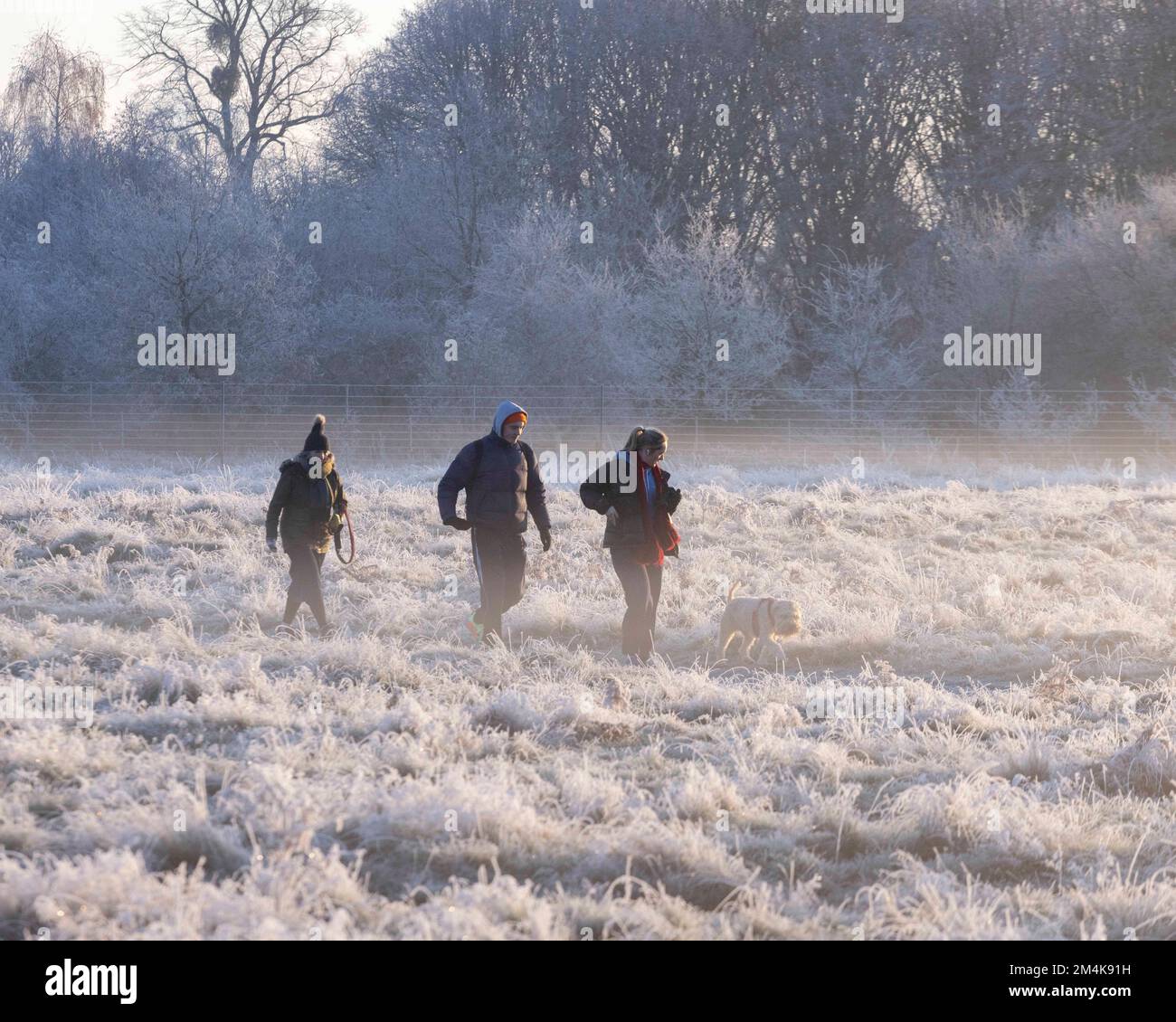 Bushy Park is covered in frost this morning. People walk their dog in ...
