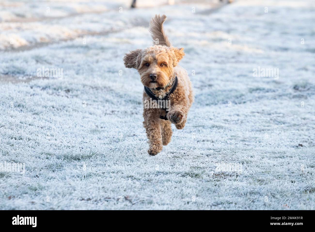 Bushy Park is covered in frost this morning. A dog is out and about in ...