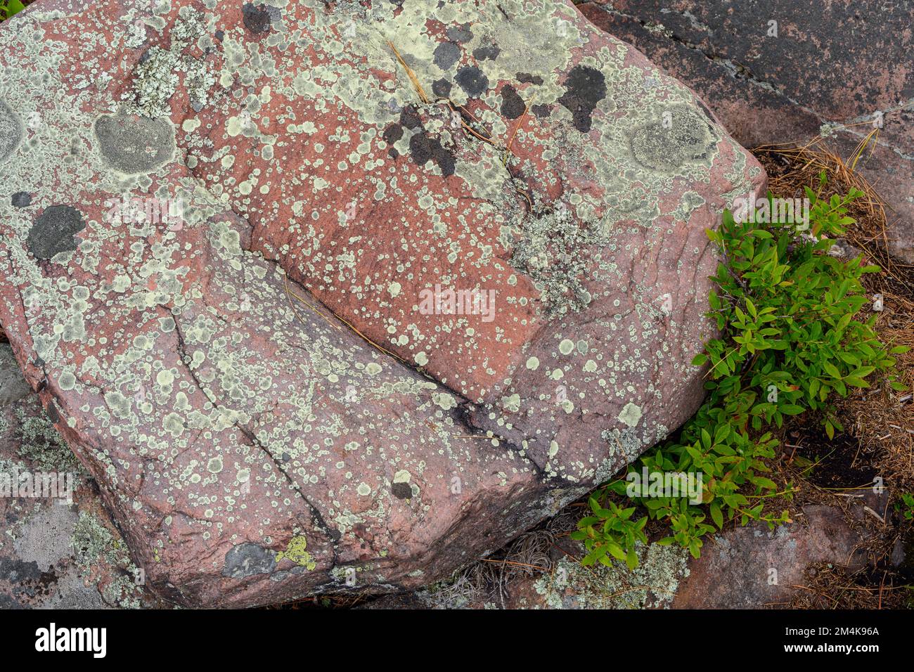 Georgian Bay, shoreline rocks with lichens and blueberry, Killarney ...