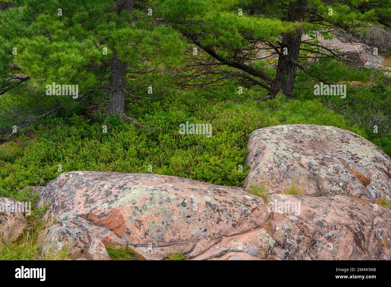 Georgian Bay, shoreline rocks with lichens, juniper and pine, Killarney ...
