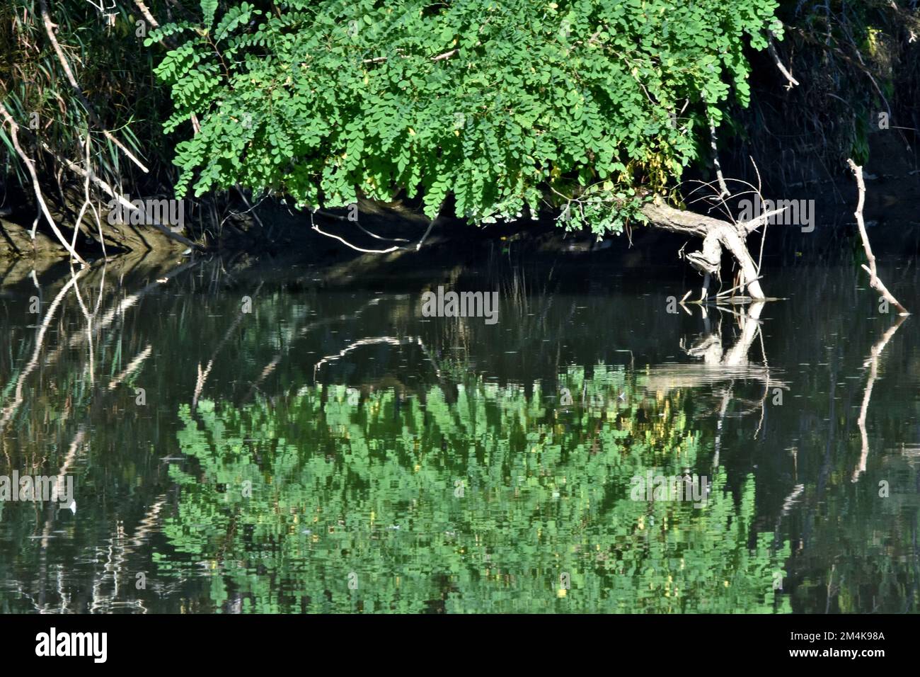 A green tree on a lakeshore reflected in the water Stock Photo - Alamy