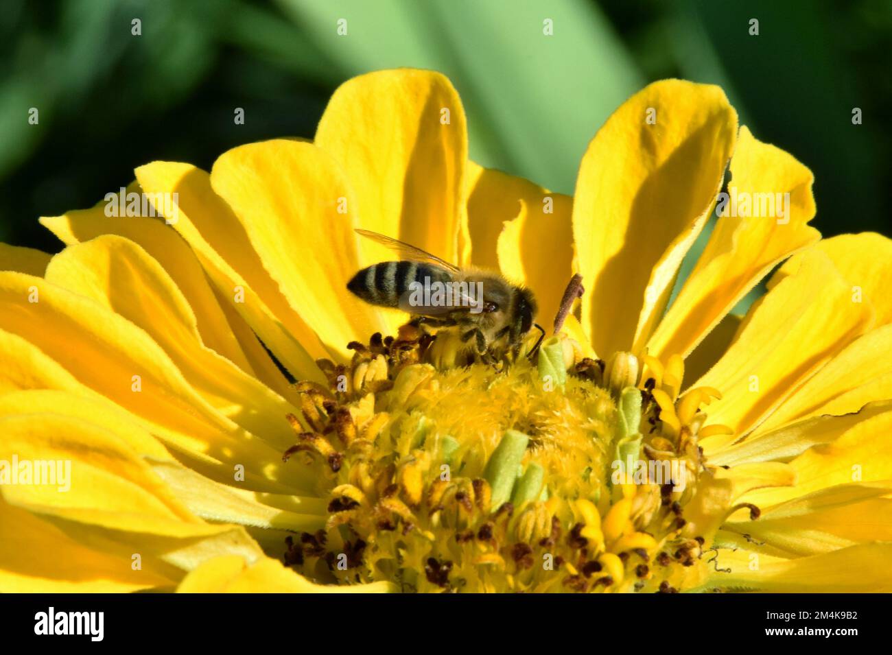 A macro shot of a bee collecting pollen on a yellow flower Stock Photo ...
