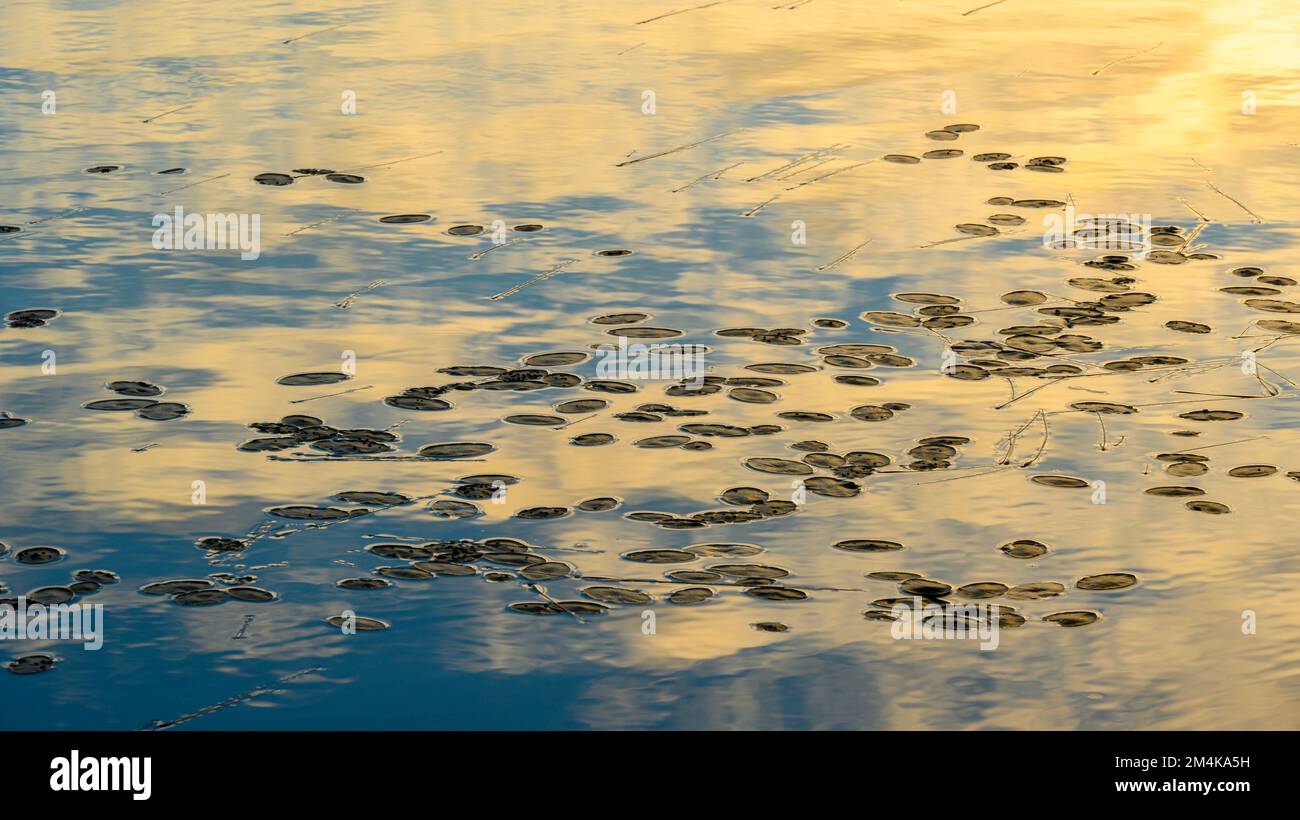 Watershield (Brasenia schreberi) colonies in George Lake, Killarney ...