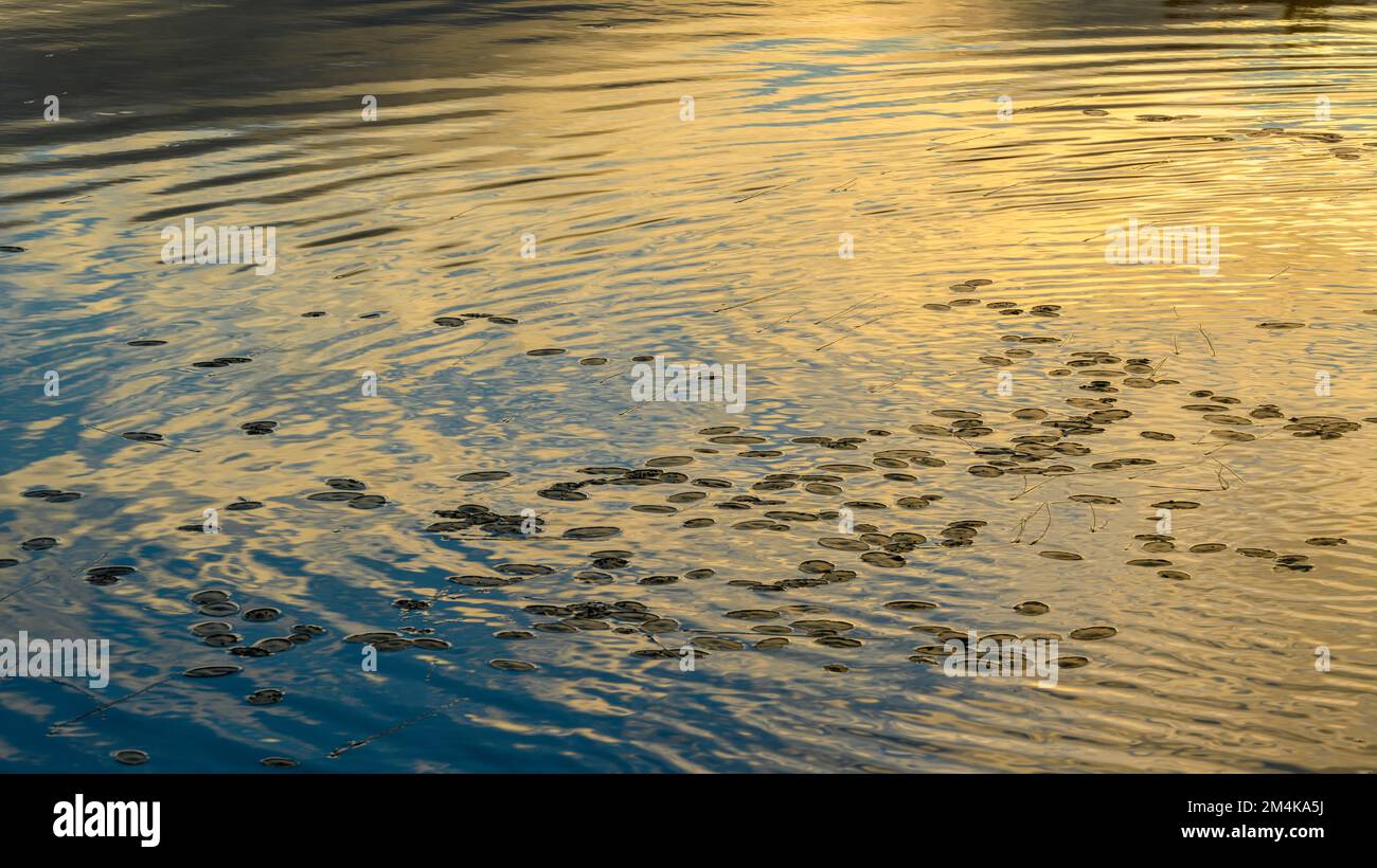 Watershield (Brasenia schreberi) colonies in George Lake, Killarney ...