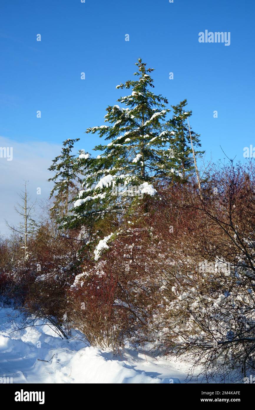 Trees bushes branches covered snow hi-res stock photography and images ...