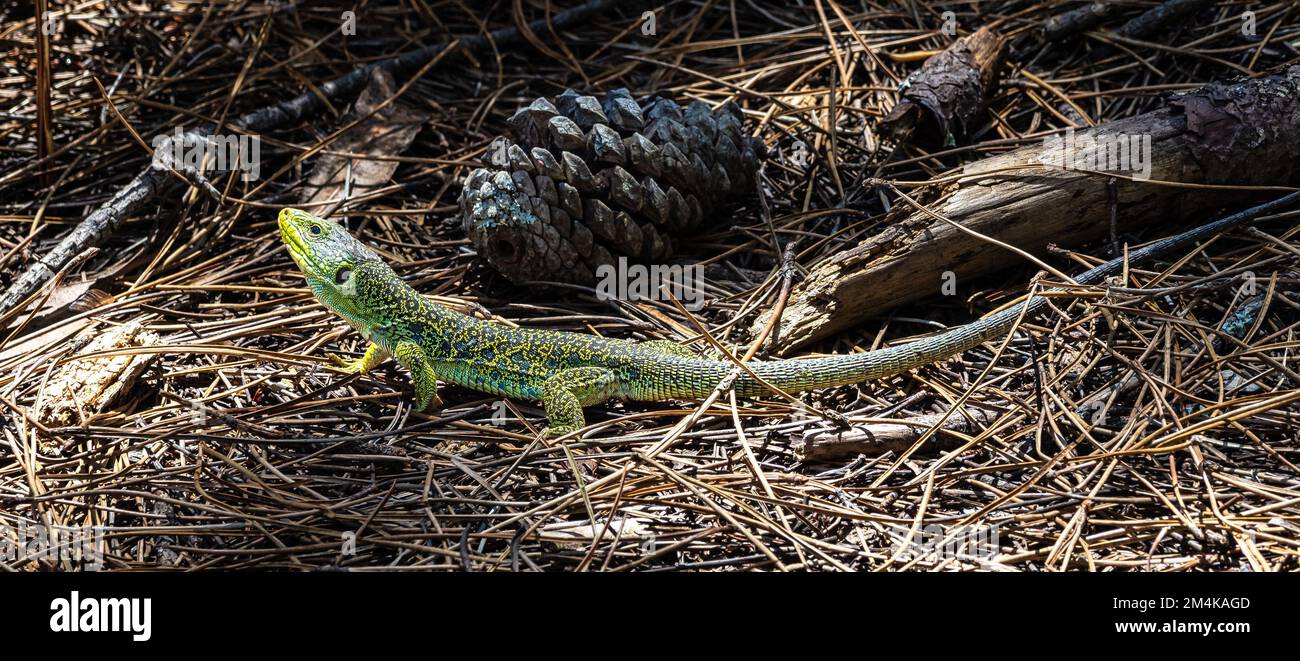 Ocellated lizard, Timon lepidus in the archipelago of the Cies Islands ...