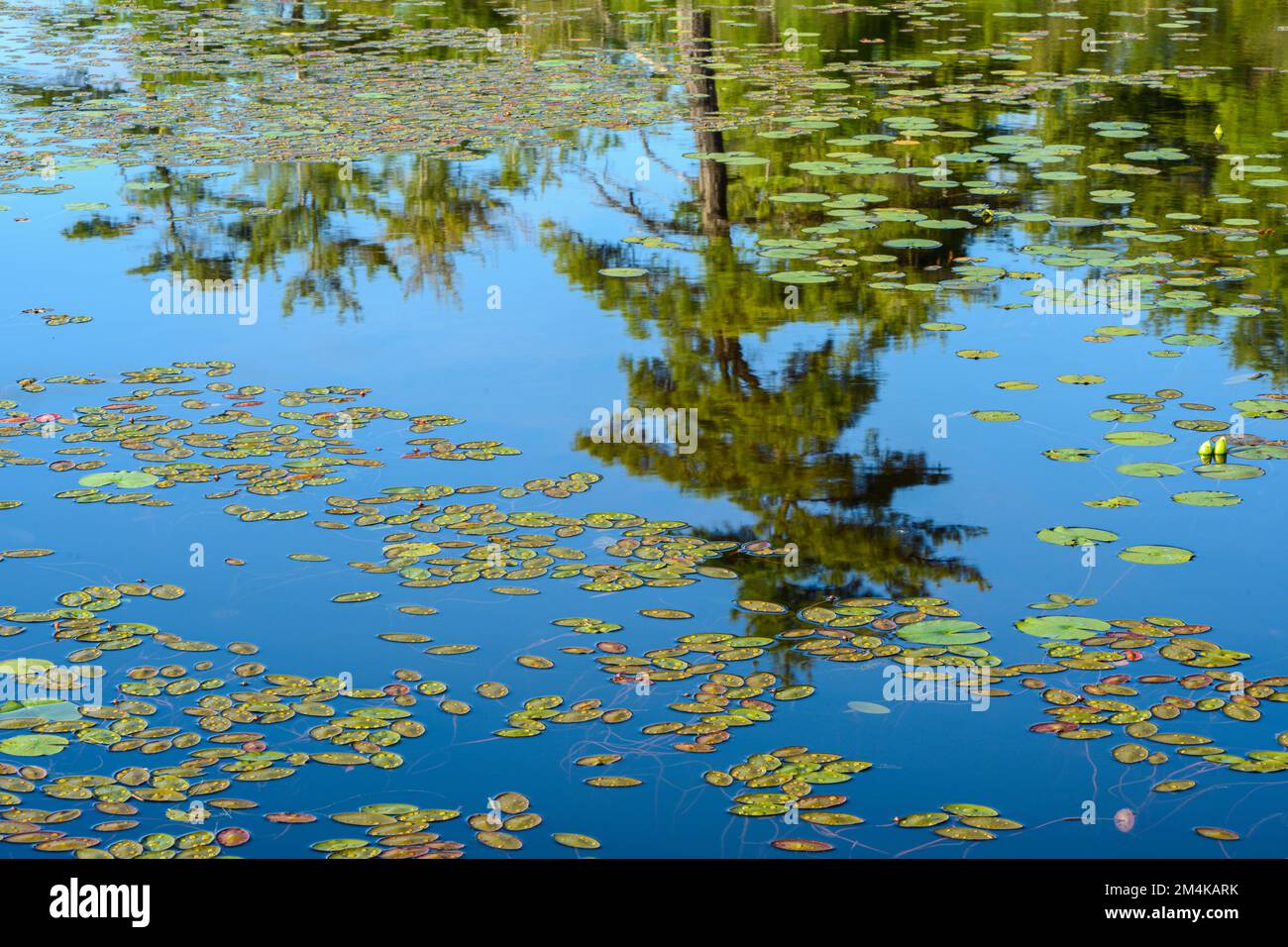 Watershield (Brasenia schreberi) colonies in Lighthouse pond with white ...