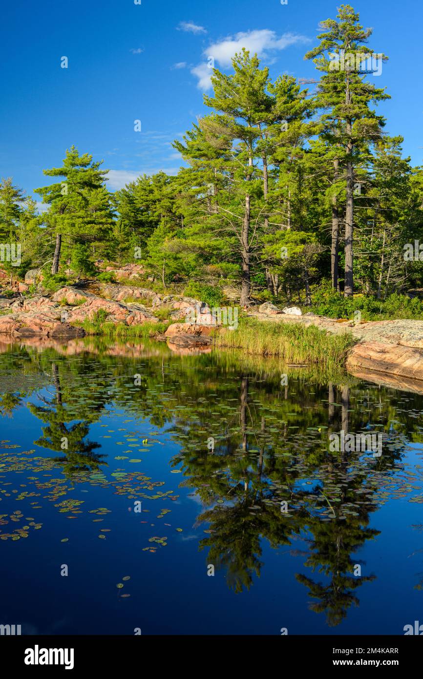 Watershield (Brasenia schreberi) colonies in Lighthouse pond with white ...