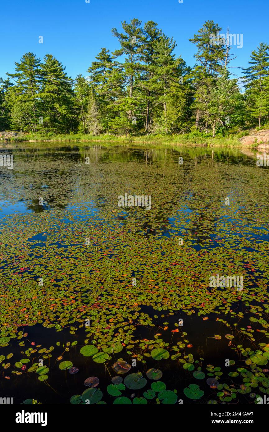 The lighthouse pond hi-res stock photography and images - Alamy