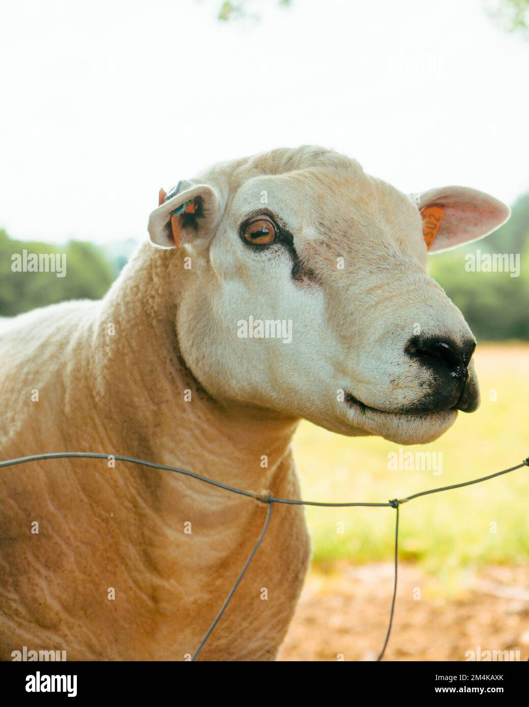 A vertical closeup shot of a strong muscular sheep behind the fence ...