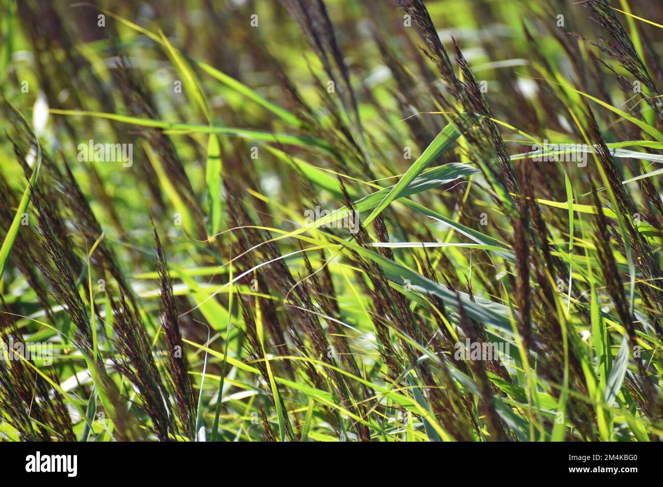 Wallpaper grass hi-res stock photography and images - Alamy