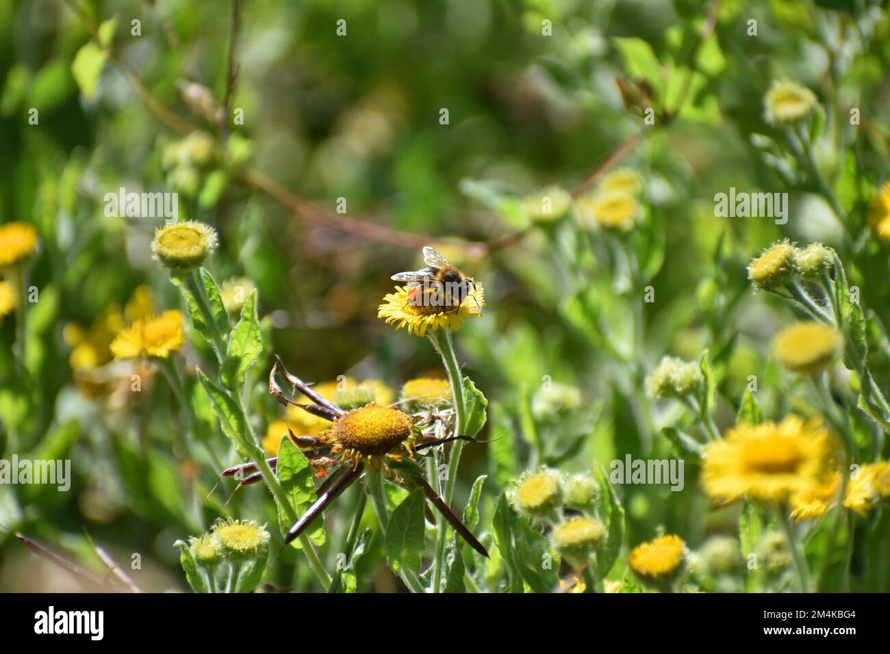 Busy bee pollinating flowers hi-res stock photography and images - Alamy