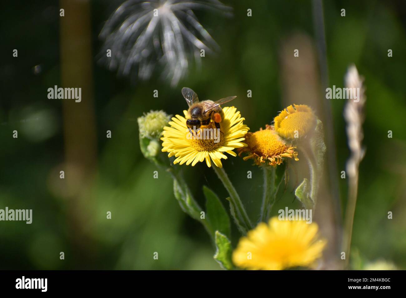 The humble bumble Stock Photo - Alamy