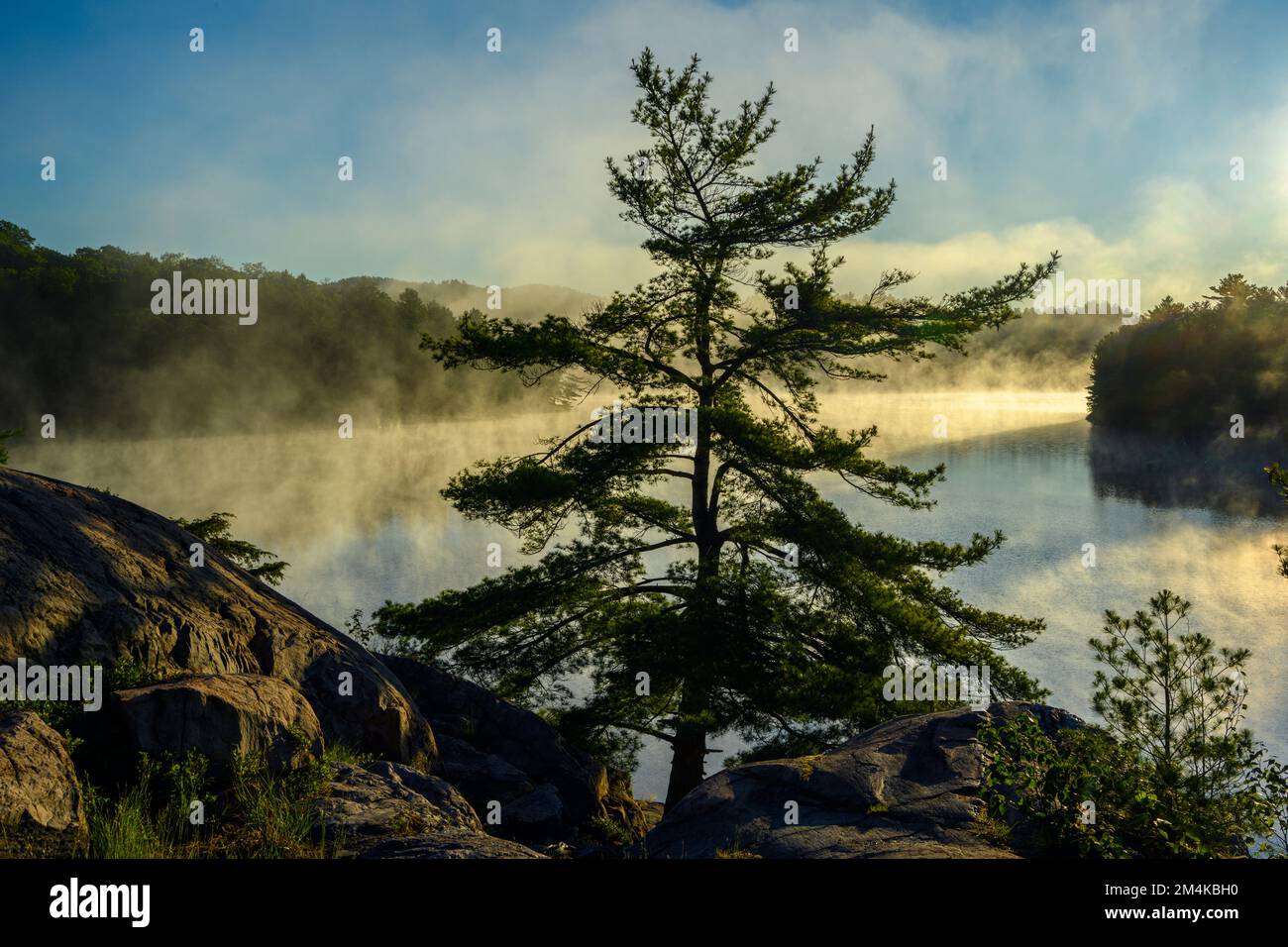 White pine, George Lake, Killarney Provincial Park, Ontario, Canada ...