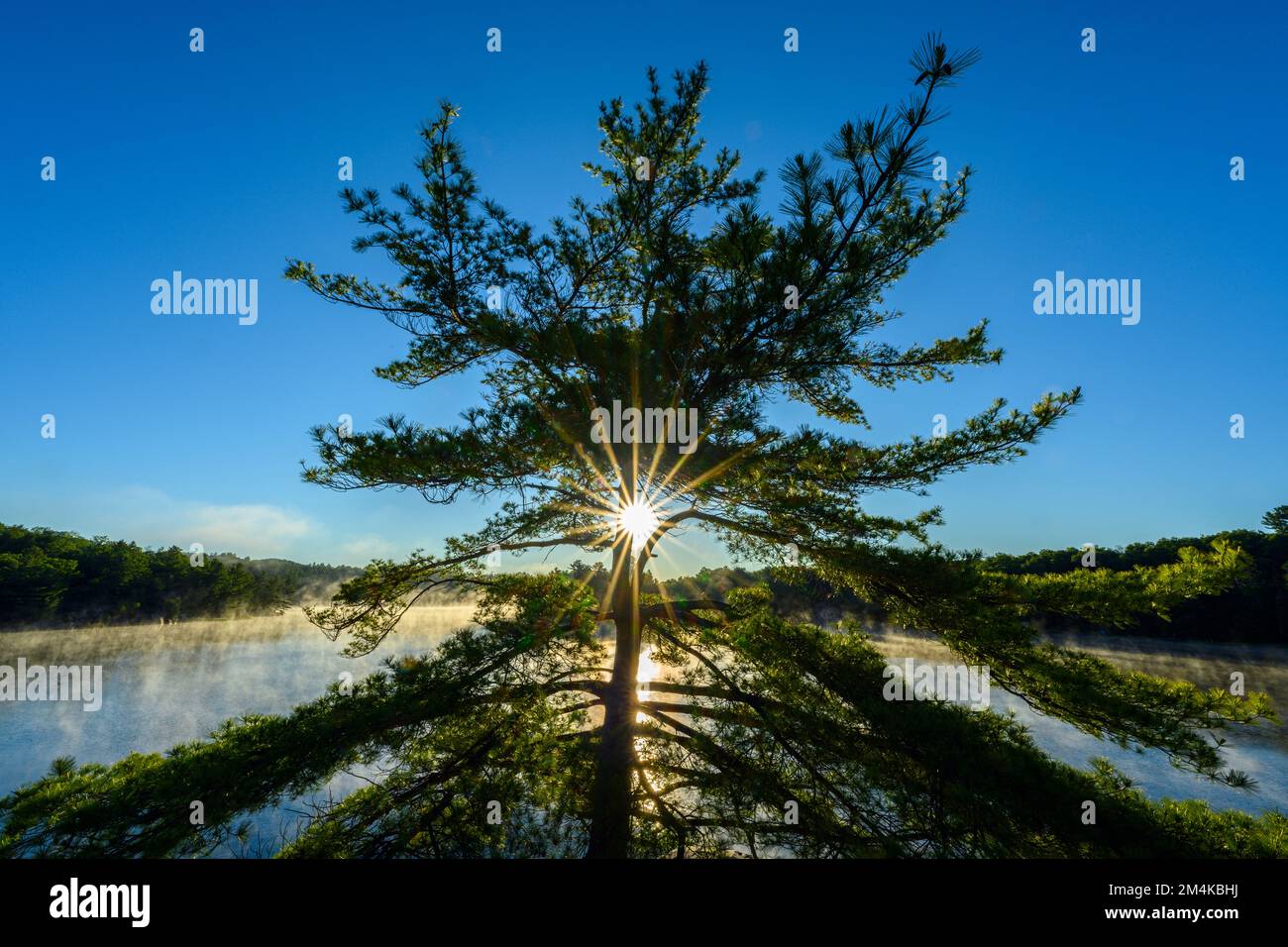 White pine, George Lake, Killarney Provincial Park, Ontario, Canada ...