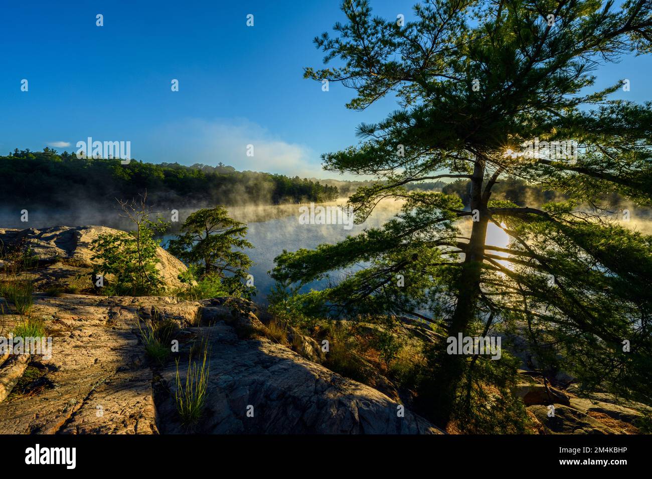 White pine, George Lake, Killarney Provincial Park, Ontario, Canada ...