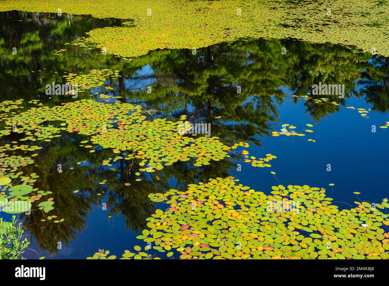 Watershield (Brasenia schreberi) colonies in Lighthouse pond, Killarney ...