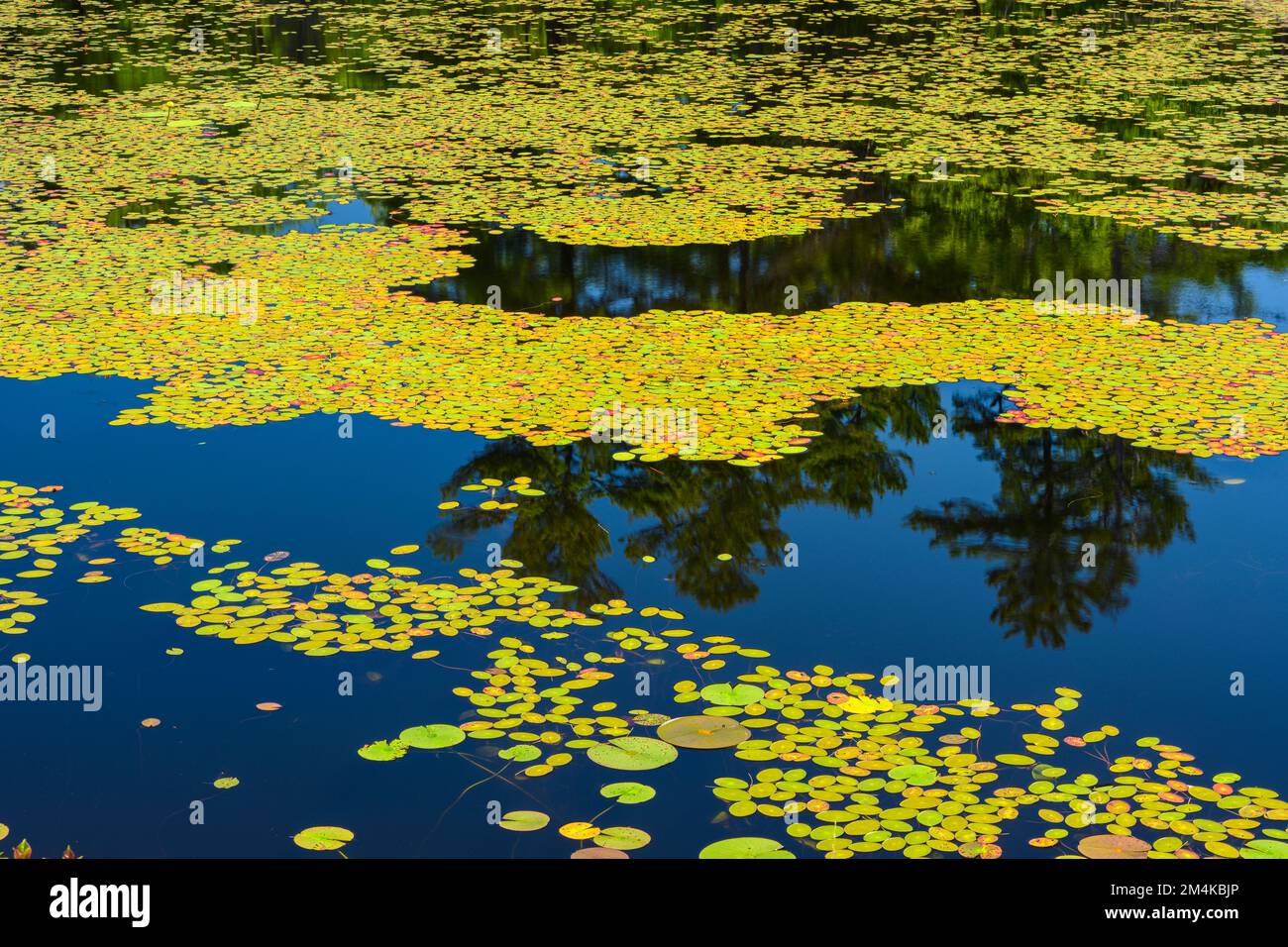 Watershield (Brasenia schreberi) colonies in Lighthouse pond, Killarney ...