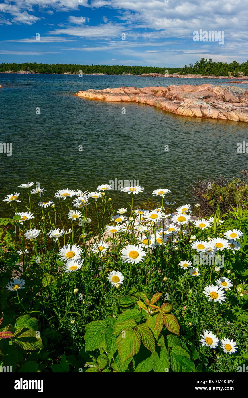 Daisies, Killarney Channel, , , Killarney Provincial Park, Ontario ...