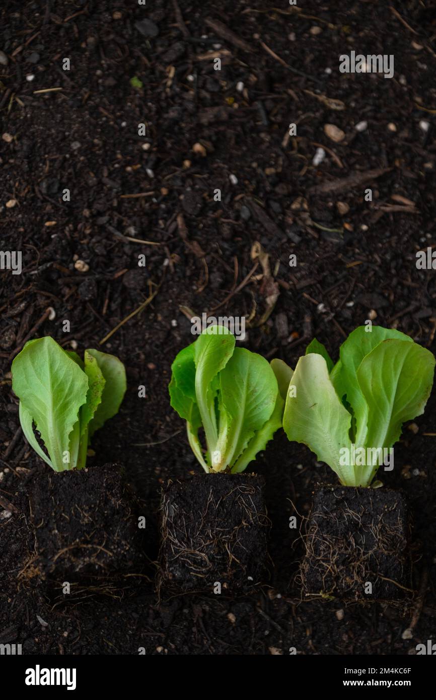 Romaine lettuce seedlings with rhizomes. Lettuce plant set . Growing ...