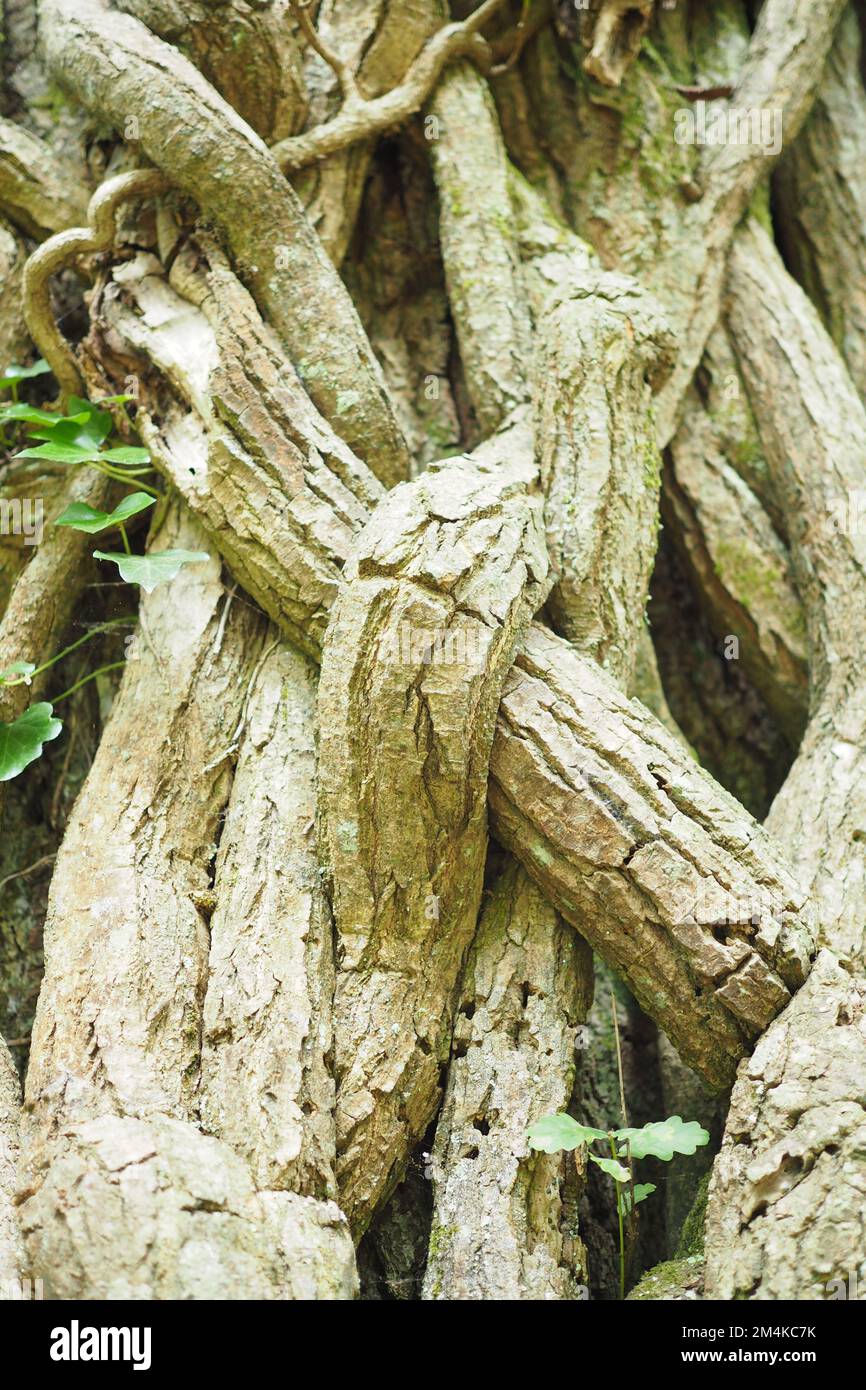 Vines around tree hi-res stock photography and images - Alamy
