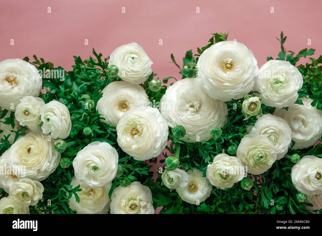 White ranunculus flowers .Floral card in white and pink colors ...