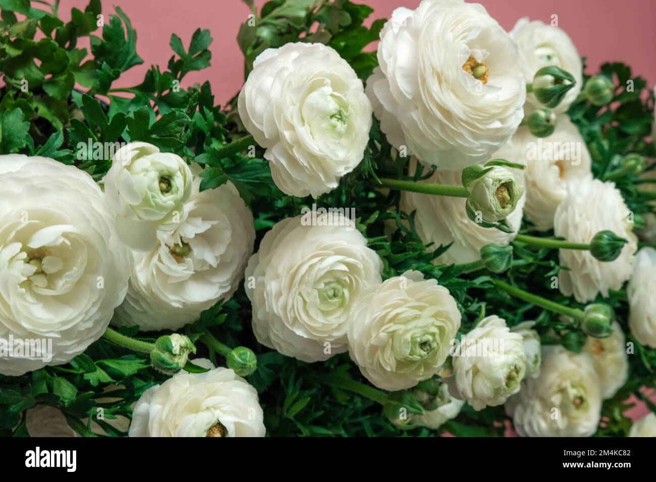 ranunculus flowers border on pink background.Floral card in delicate ...