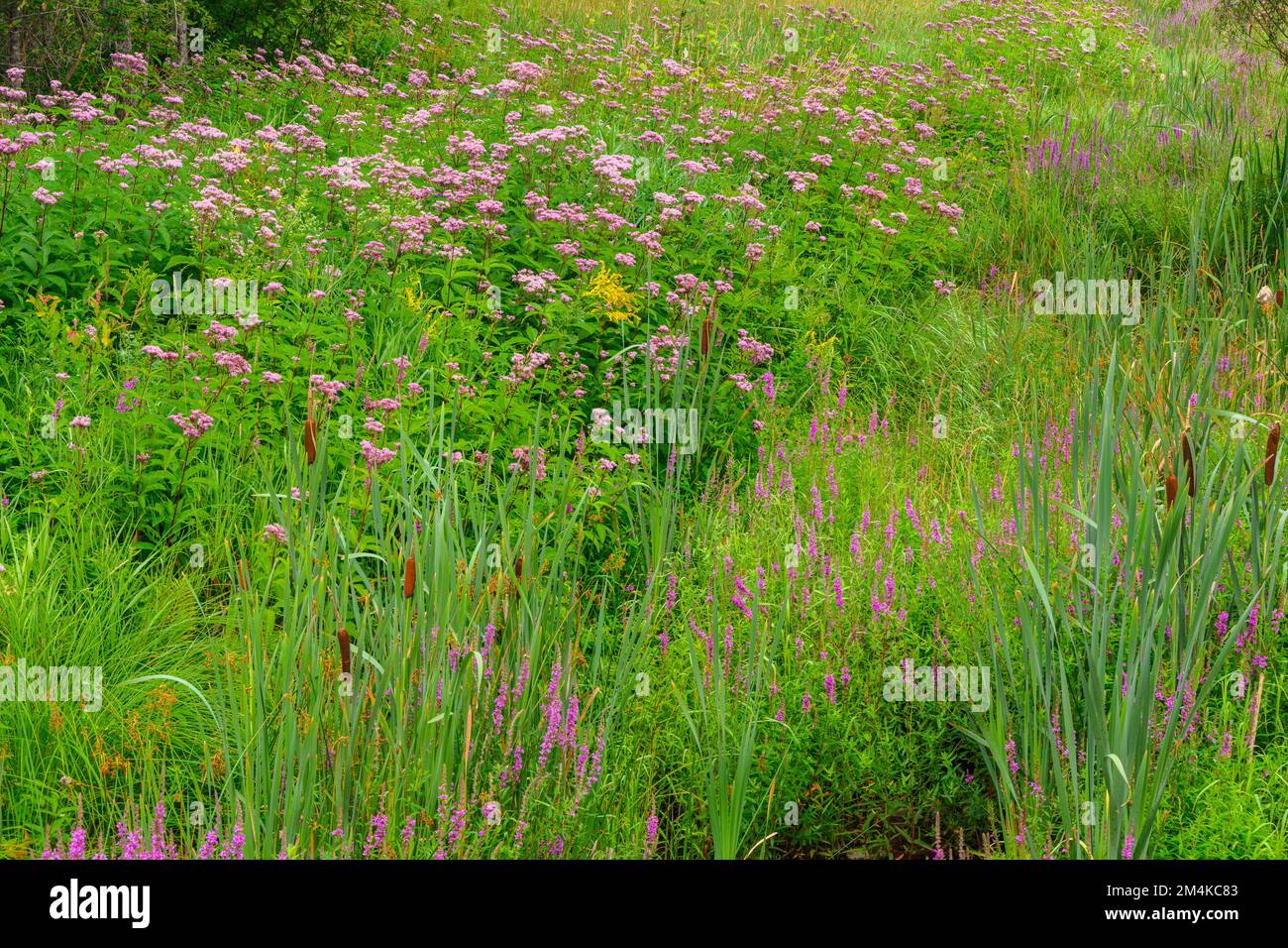 Colony of plants hi-res stock photography and images - Alamy