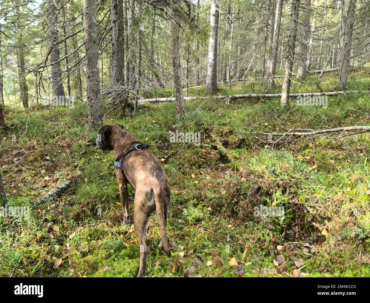 A brown boxer dog walking in the forest with plants and broken tree ...
