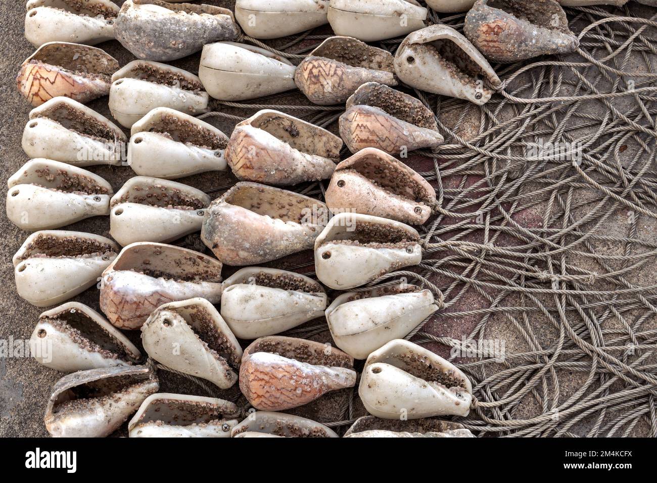 Basketful of conch shells hi-res stock photography and images - Alamy