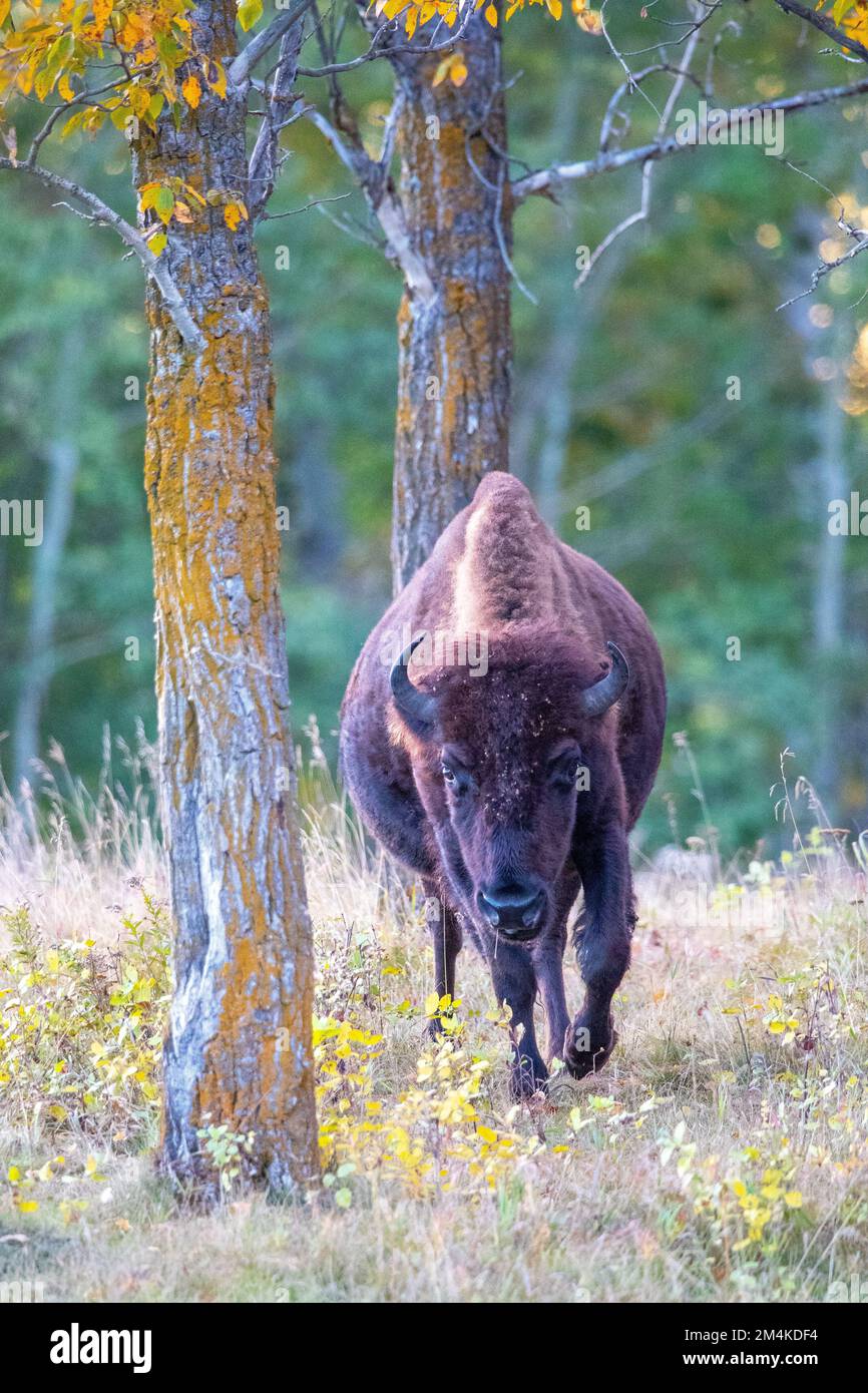 A brown bison walking in field Stock Photo - Alamy