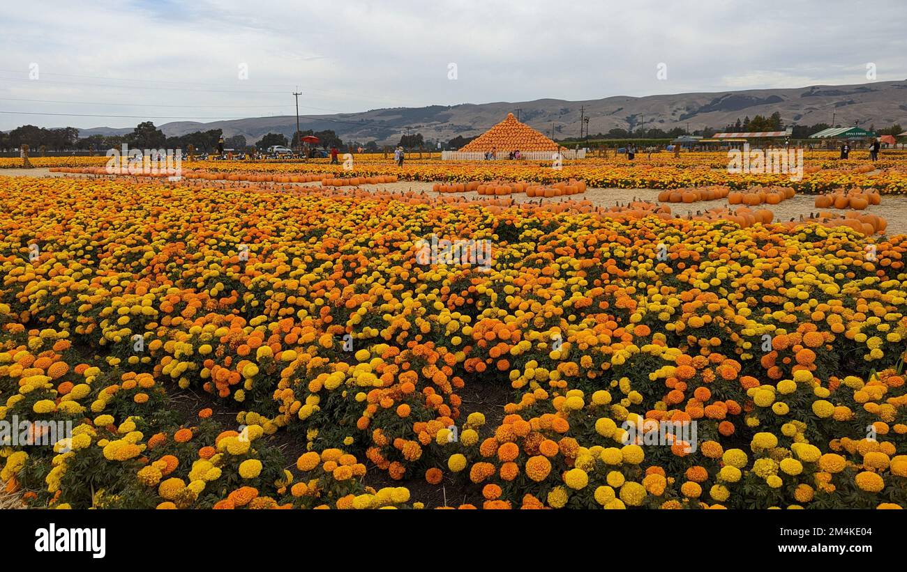 A big field of orange Marigolds (Tagetes) with hills in the background ...