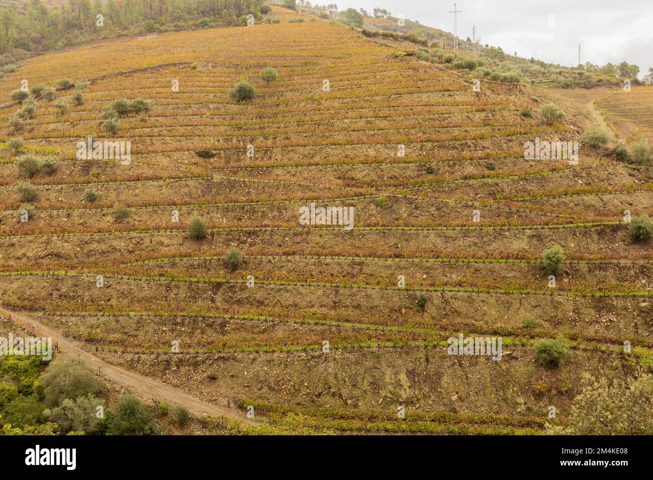 View of grapevines iand landscapes n Douro Valley wineries in Portugal ...