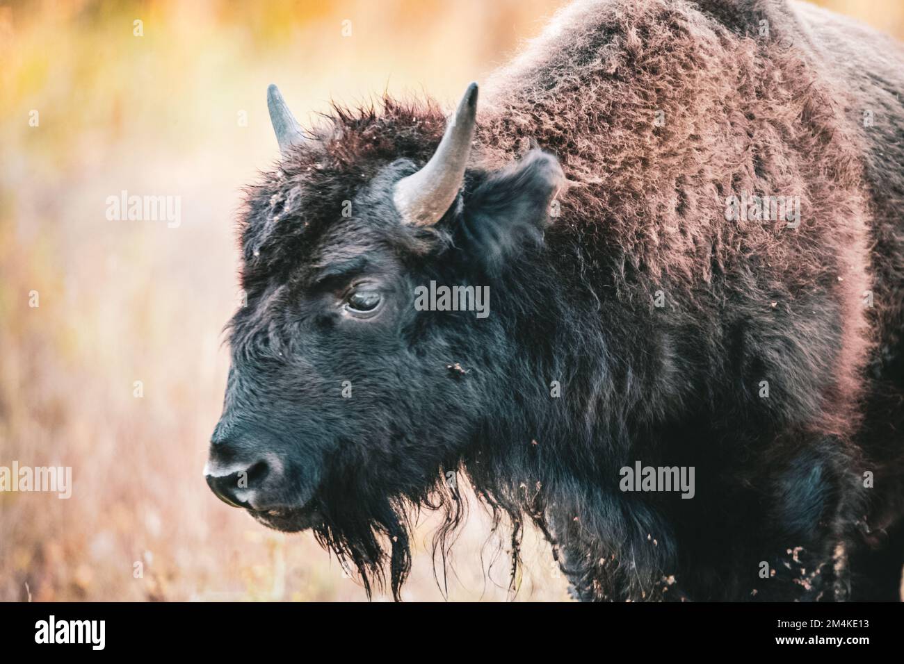 Close up buffalo grazing hi-res stock photography and images - Alamy