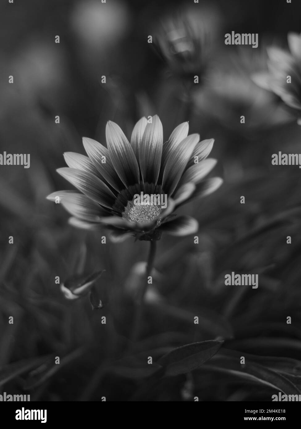 Selective focus treasure flower Black and White Stock Photos & Images ...