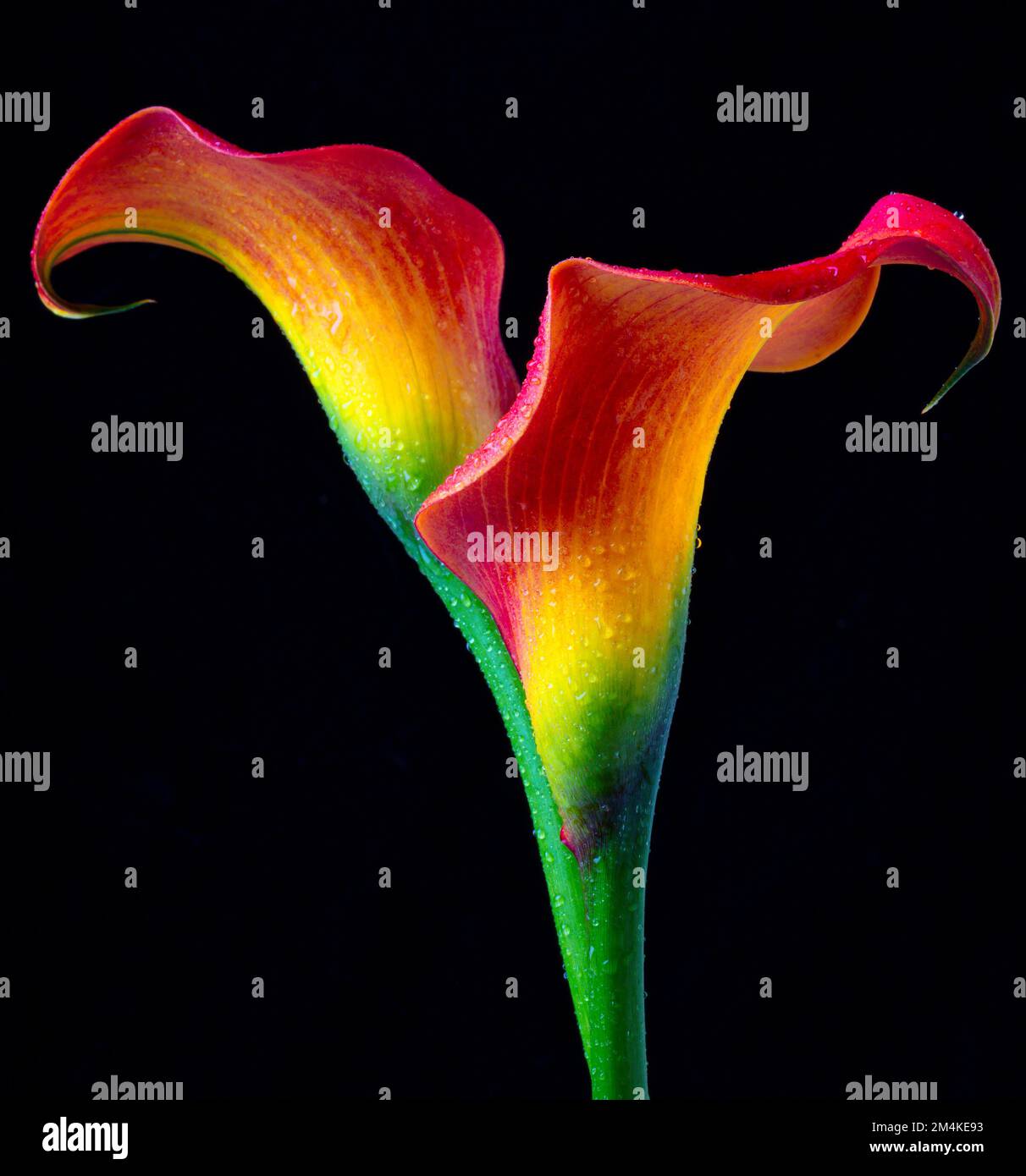 Two calla lillies hi-res stock photography and images - Alamy