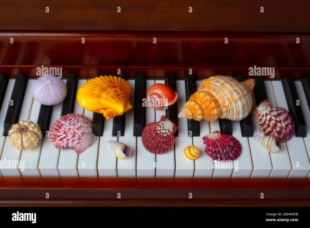 Piano Seashell Collection Still life Stock Photo - Alamy