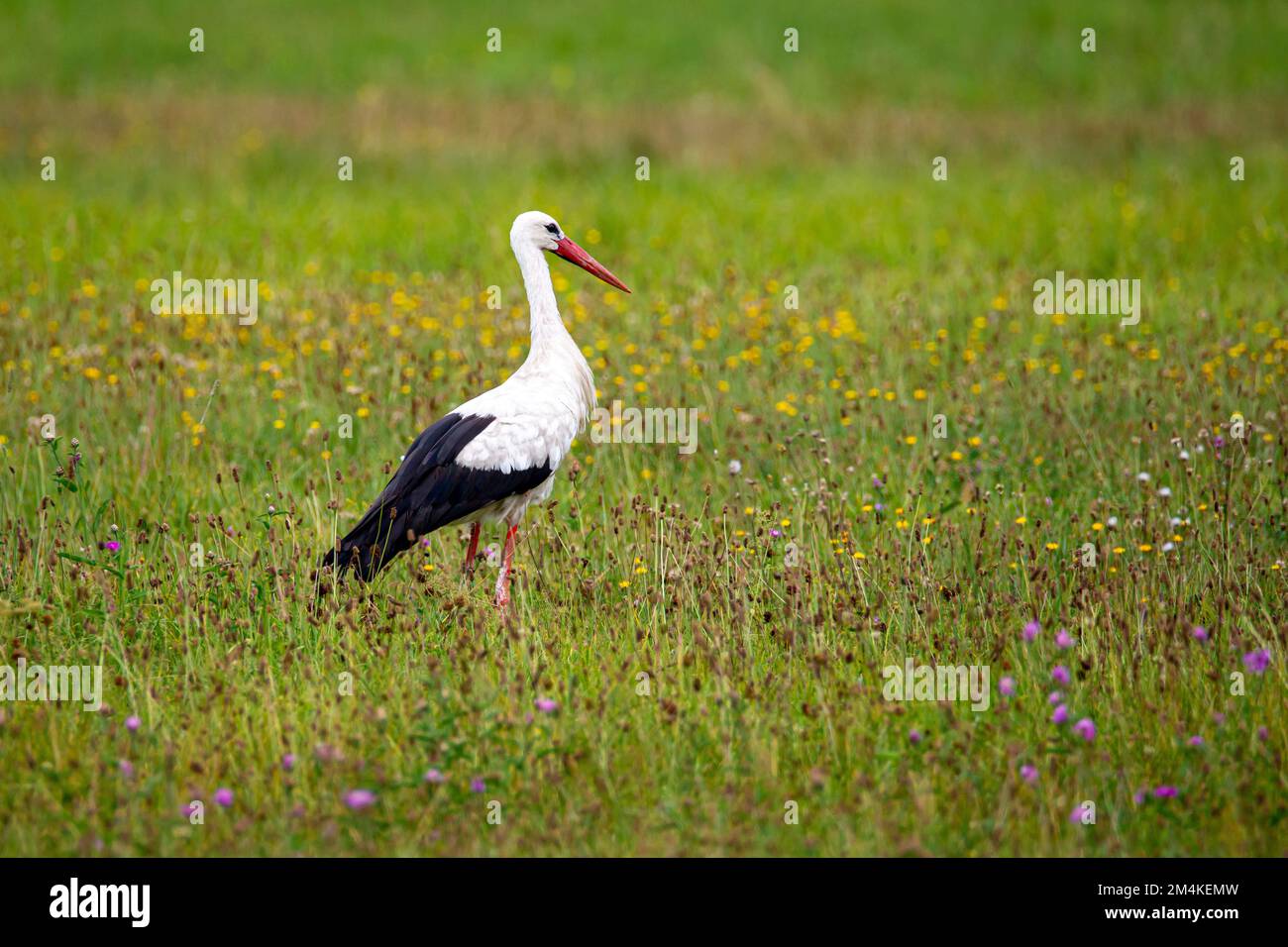 Stork farm stork bird hi-res stock photography and images - Alamy