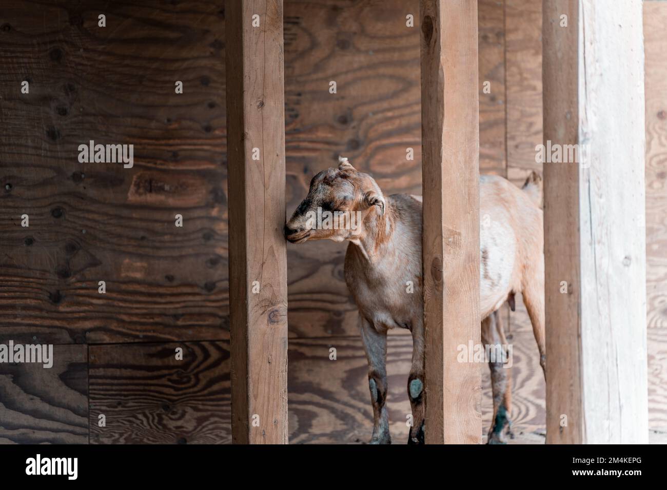 A closeup shot of an Anglo-Nubian goat standing in the wooden barn in ...