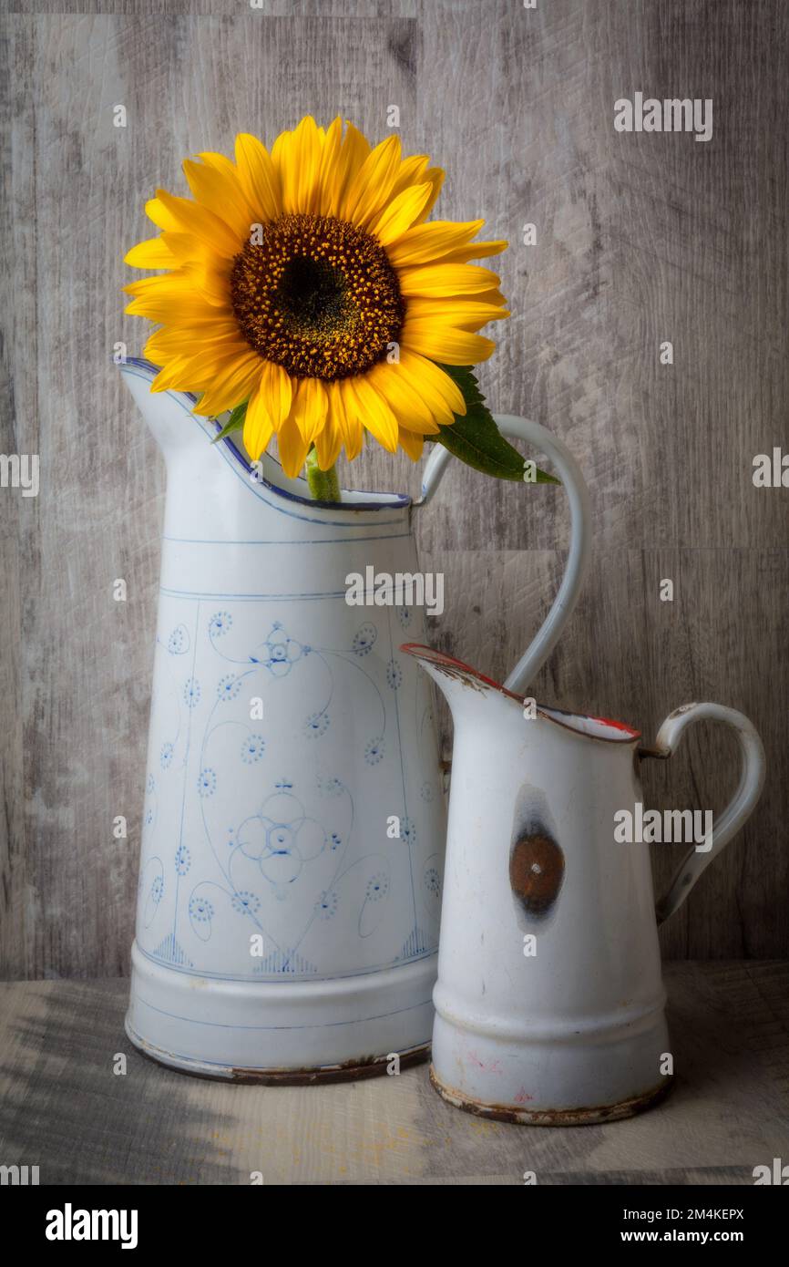 Sunflower In Antique French Pitcher Still Life Stock Photo - Alamy