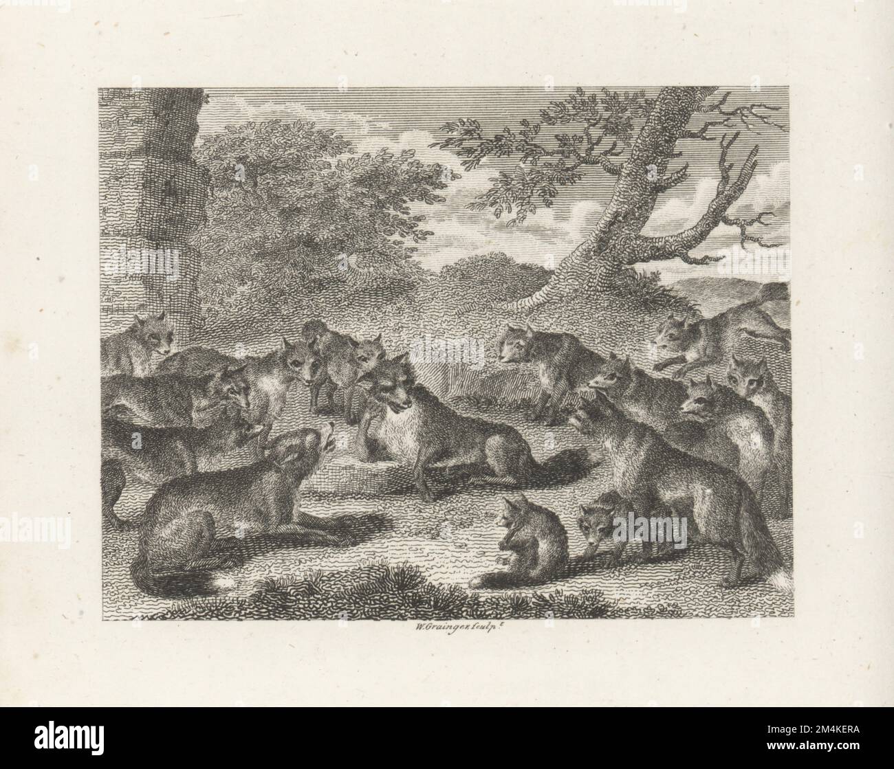 The fox at the point of death hi-res stock photography and images - Alamy