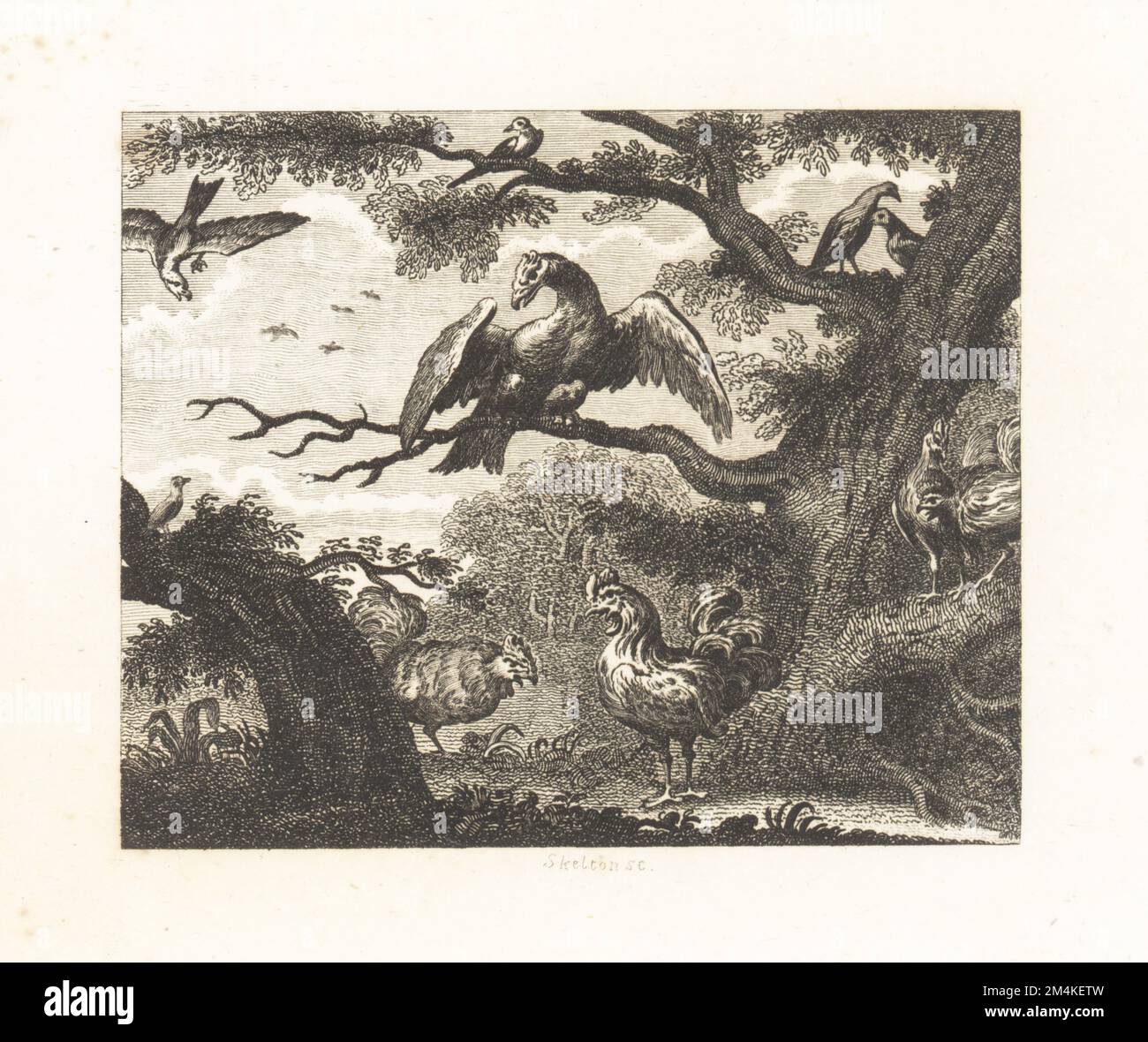 Fable Sparrow Drawing