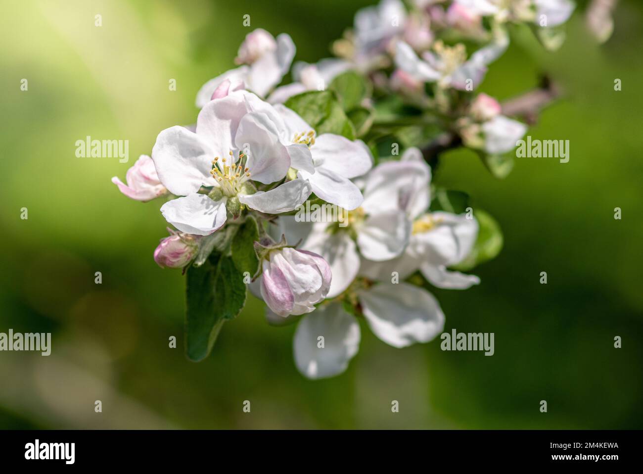 A closeup of a branch with beautiful blossoms Stock Photo - Alamy