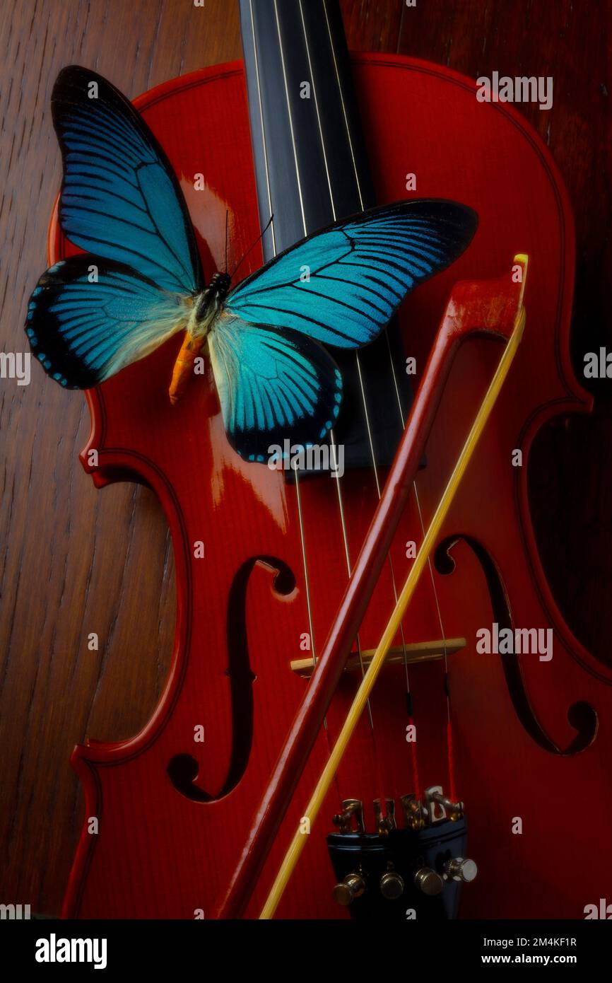 Wonderful Blue Butterfly Resting On Violin Still life Stock Photo - Alamy